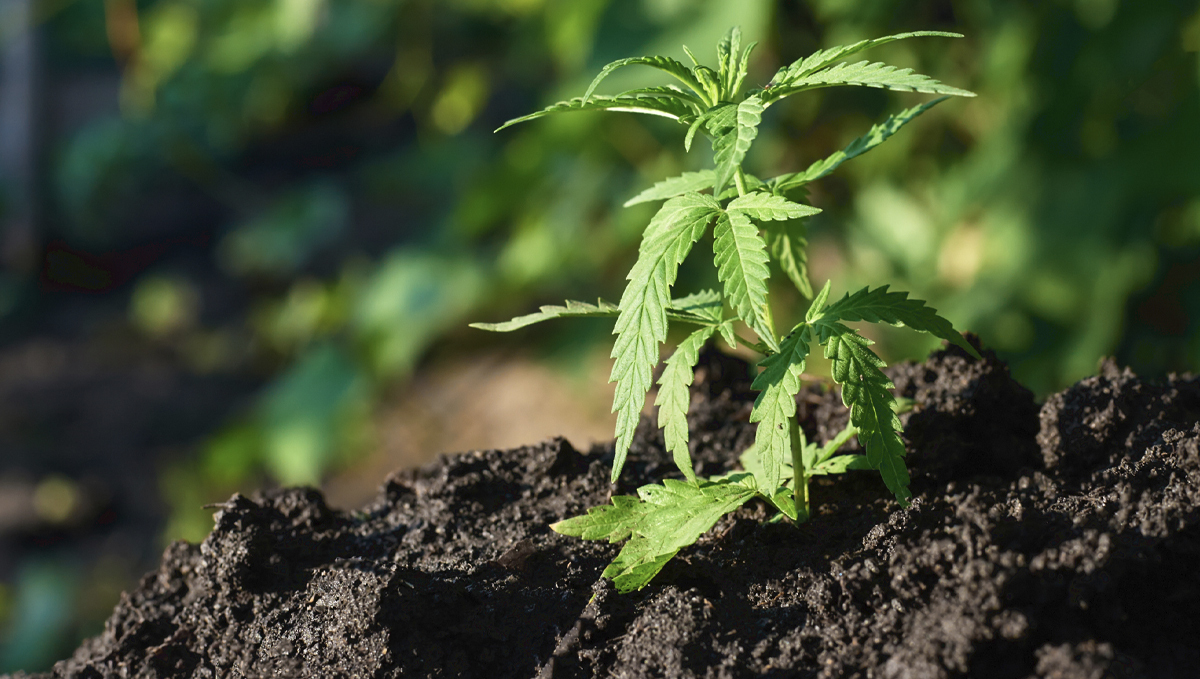 Hesi Feeding Chart | Usage Guide | Fast Buds