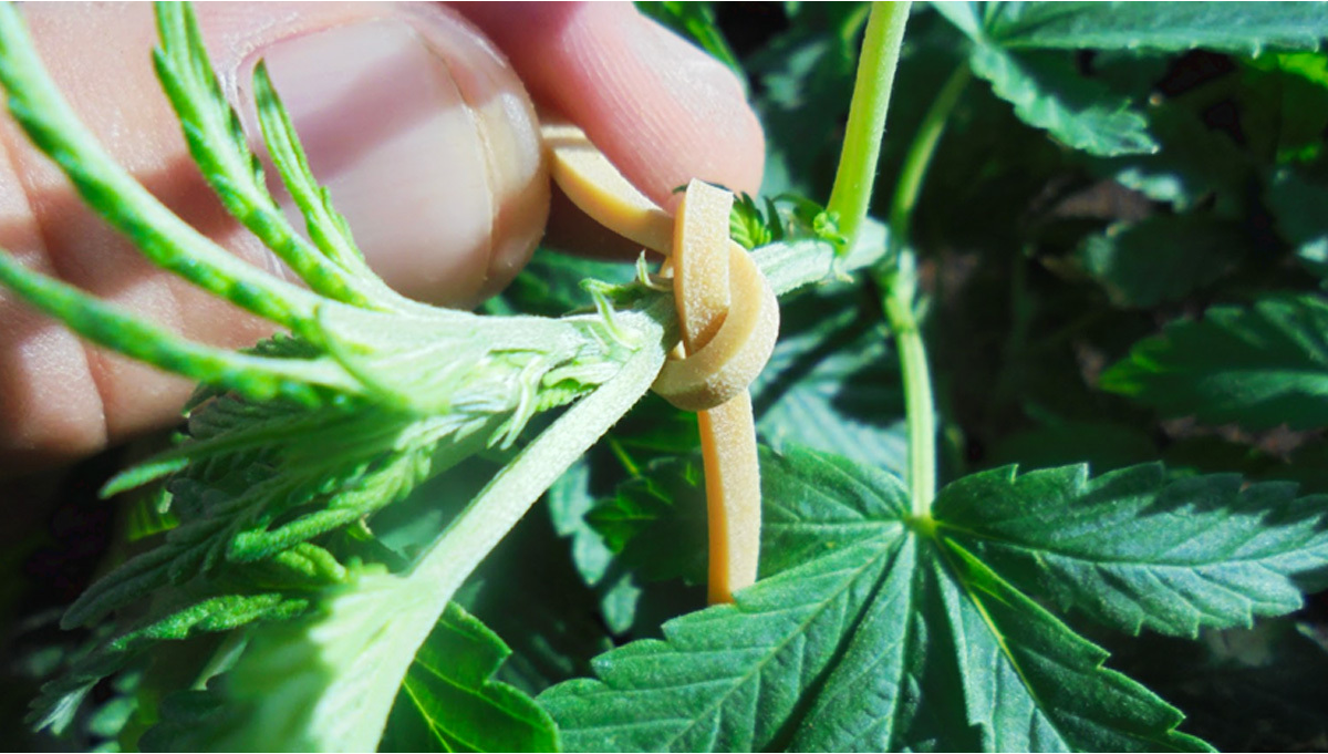 Low Stress Training (LST) Autoflower Cannabis - When to Start LST Weed ...